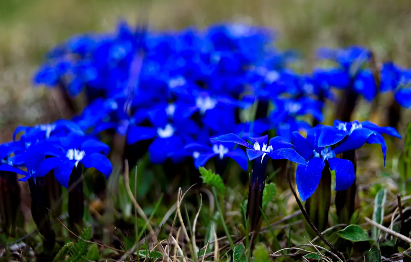 Wallpaper flowers, beauty, Borislav Krustev, Gentian spring, gentian ...