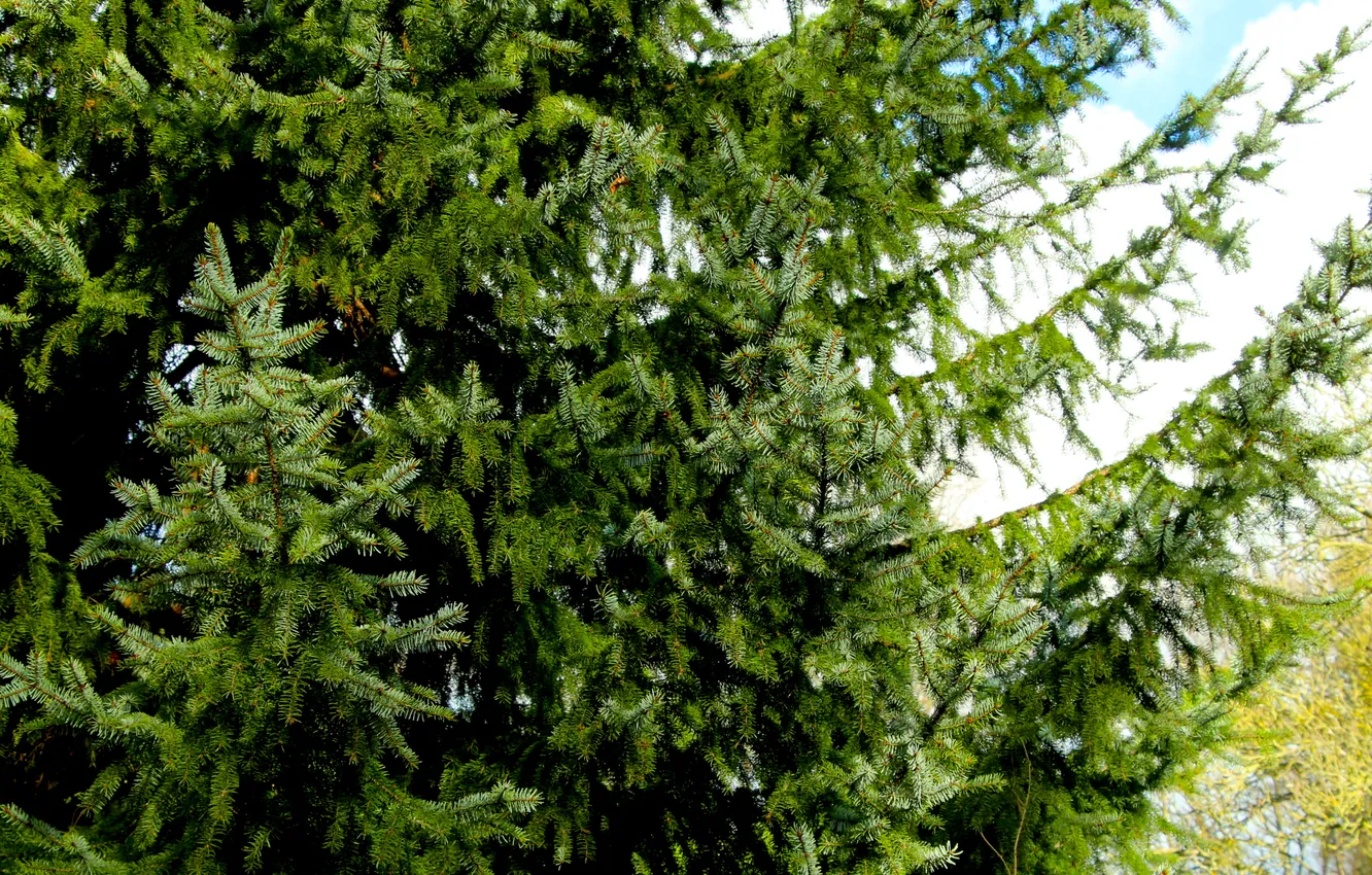 Wallpaper tree, spruce, twigs for mobile and desktop, section природа ...
