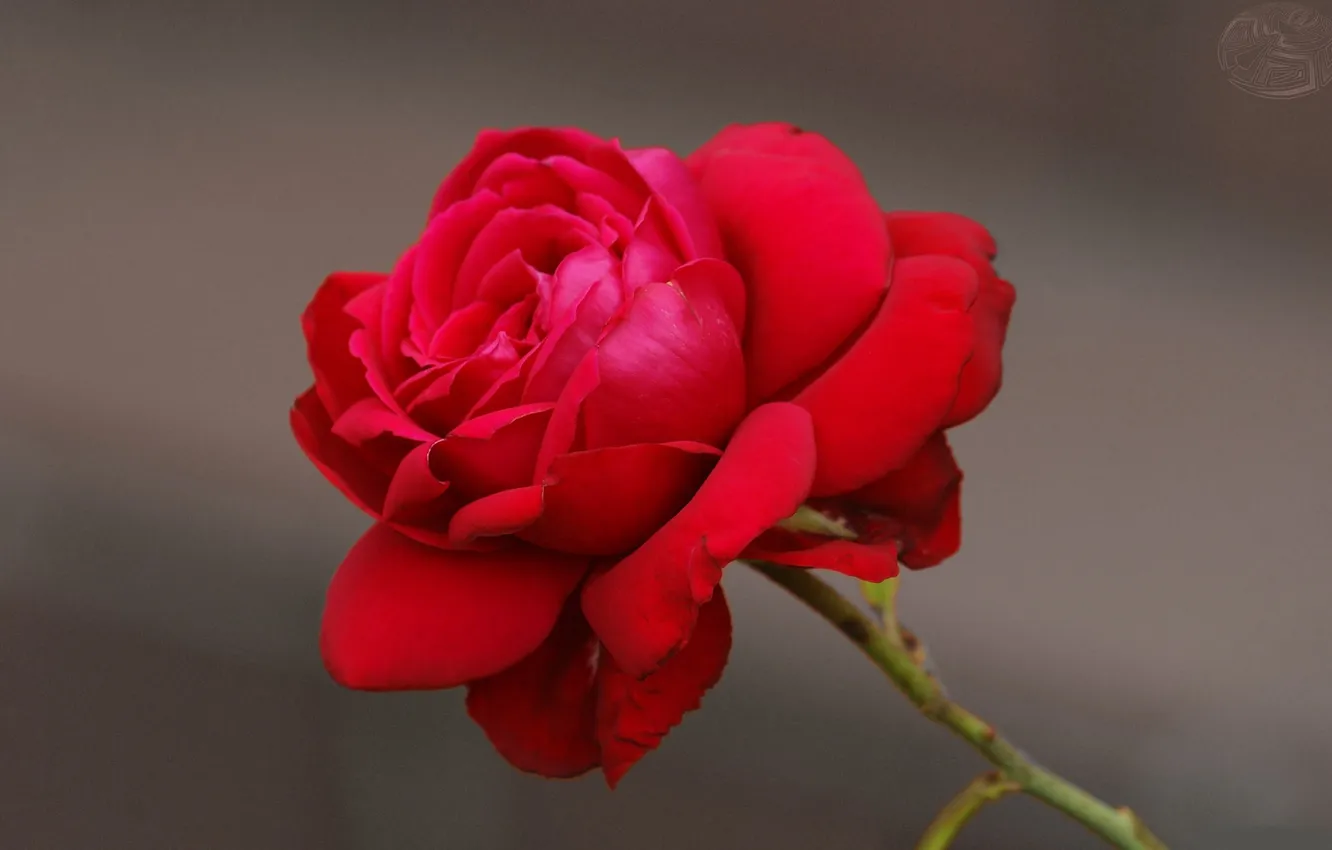 Wallpaper rose, red rose, grey background for mobile and desktop ...