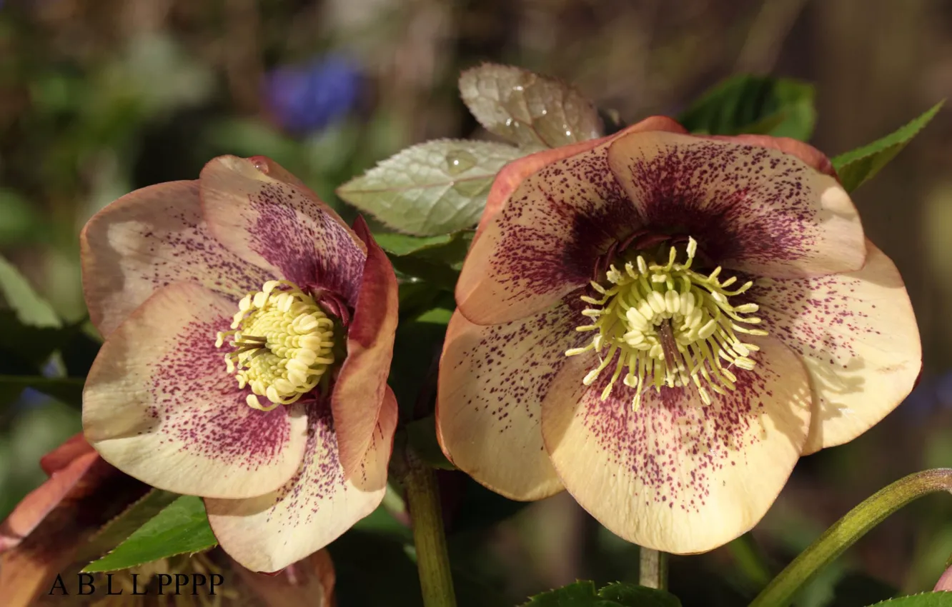 Wallpaper flowers, pair, orange, hellebore, Helleborus for mobile and ...