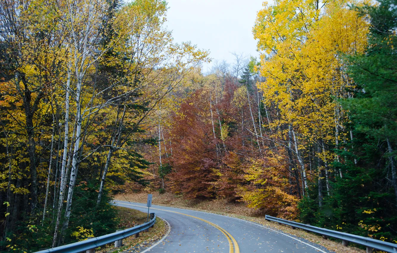 Wallpaper road, forest, Autumn, forest, road, autumn for mobile and desktop, section природа ...