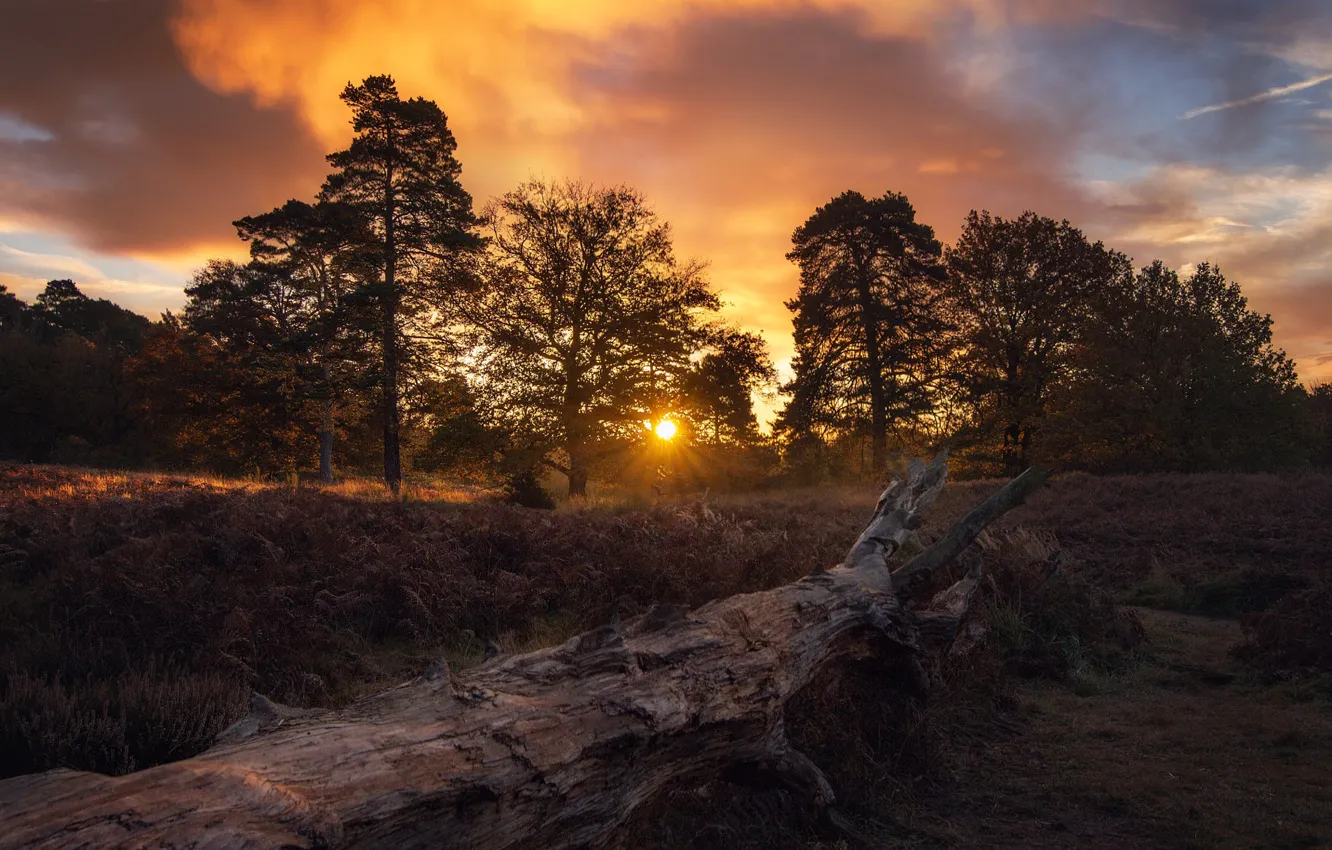 Wallpaper Field Forest The Sky The Sun Clouds Trees Sunset Pine
