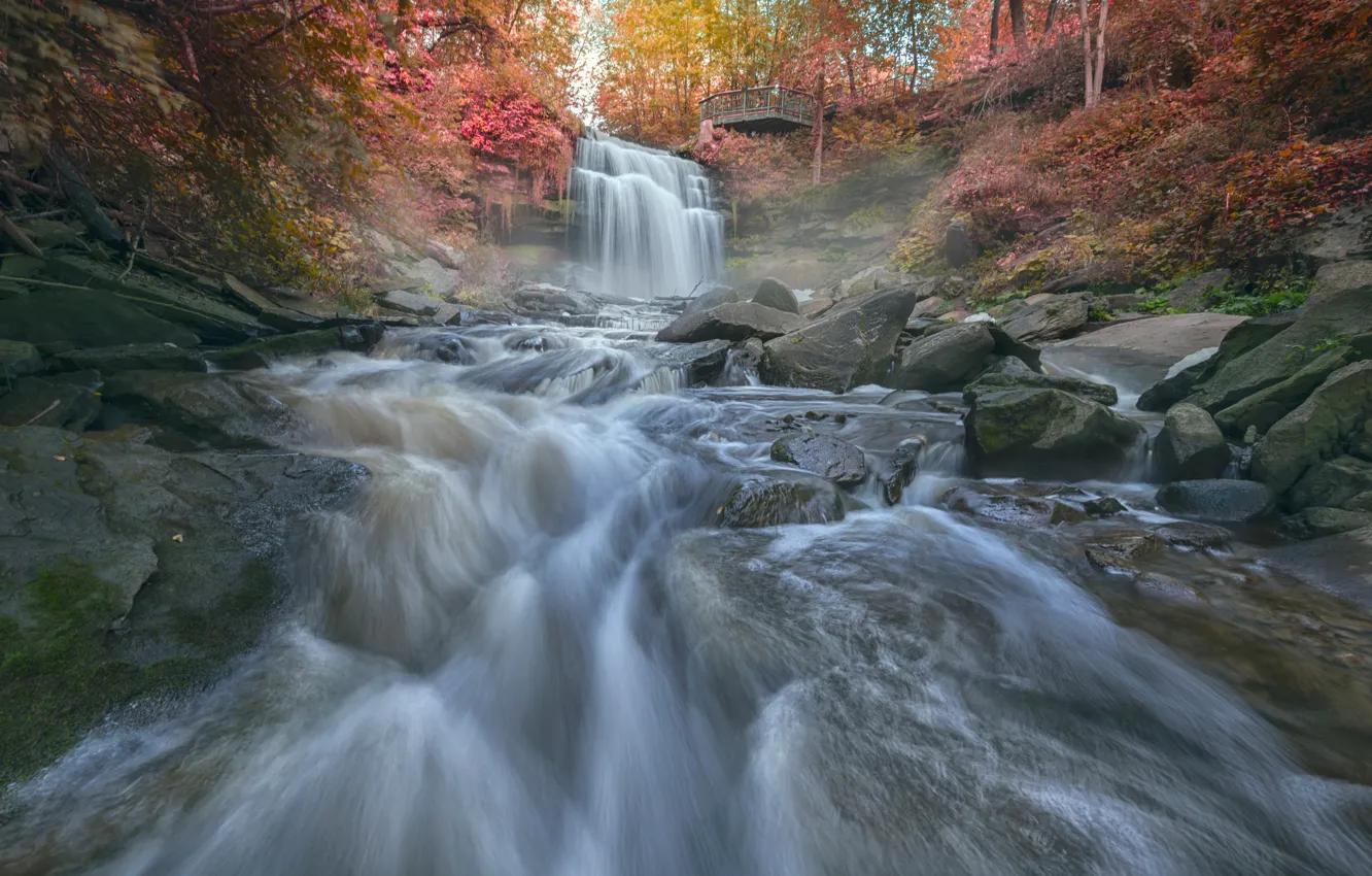 Wallpaper autumn, forest, leaves, waterfall, stream for mobile and ...