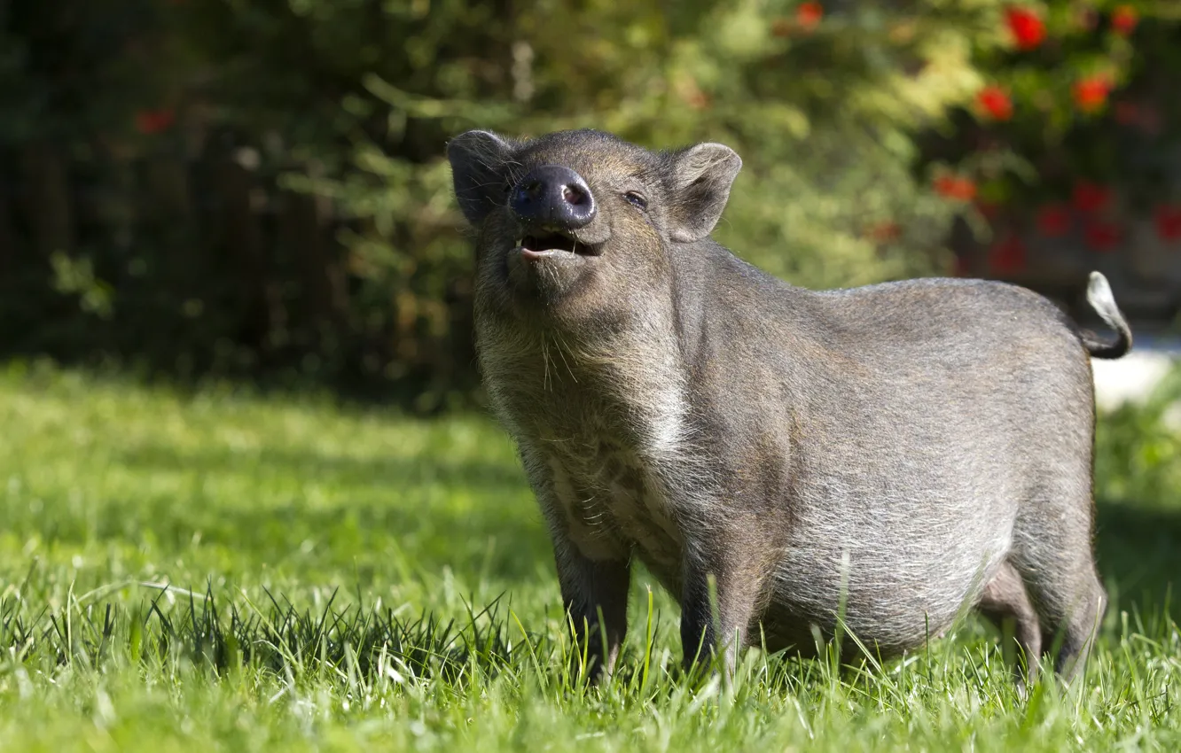 Wallpaper summer, grass, joy, nature, smile, hairy, garden, pig for ...