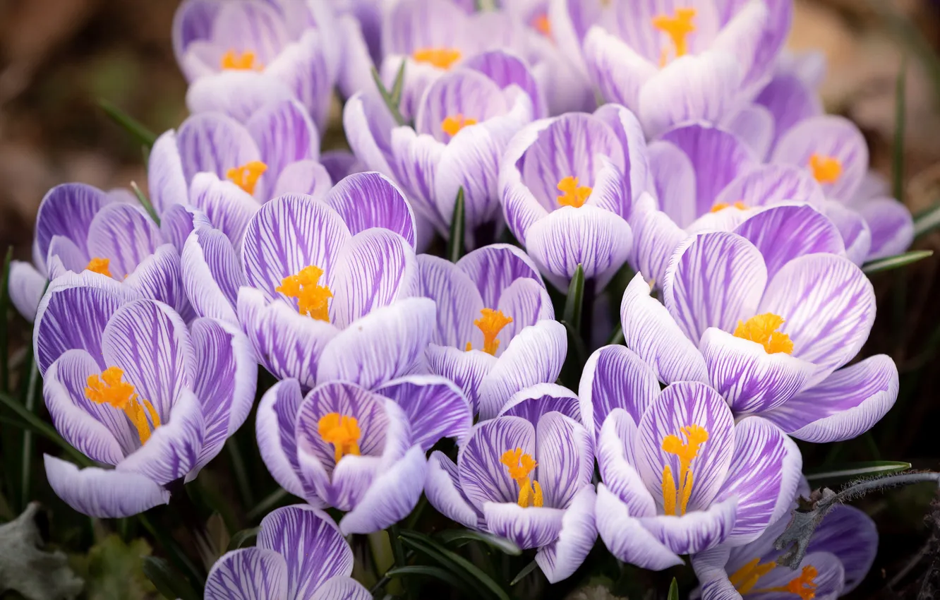 Wallpaper flowers, spring, crocuses, striped, primrose, lilac, spring ...