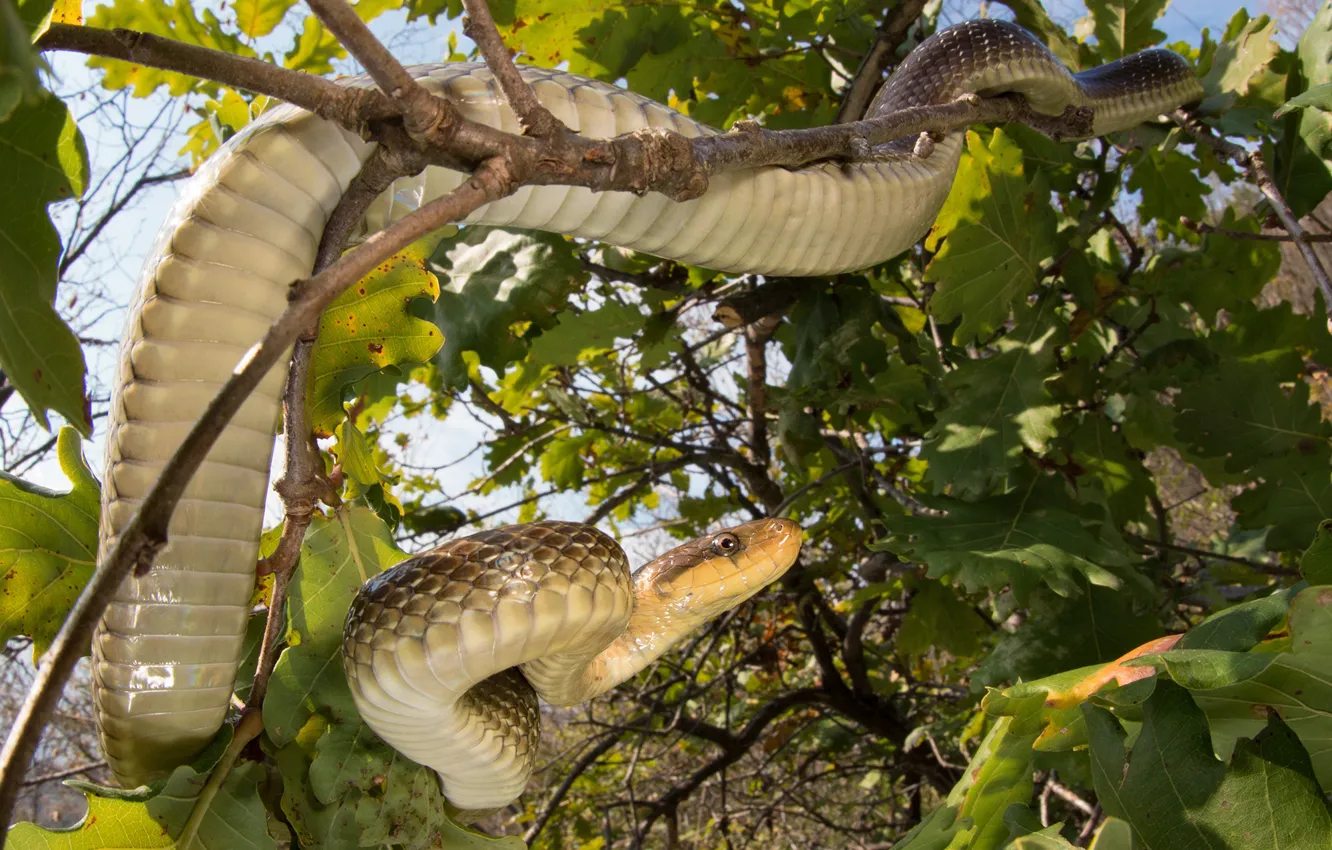 Wallpaper leaves, branches, snake for mobile and desktop, section ...