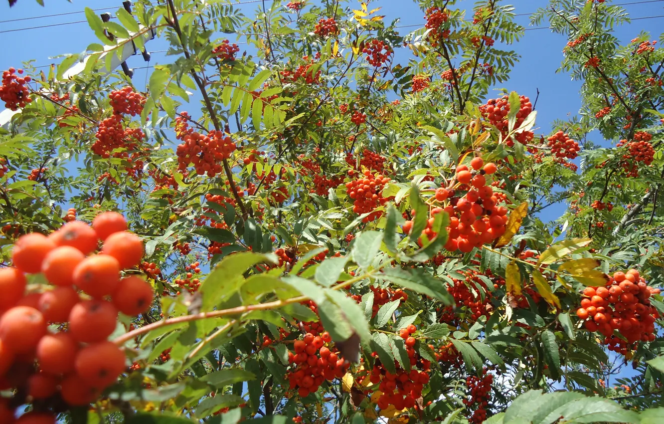 Wallpaper summer, the sky, tree, Rowan for mobile and desktop, section ...