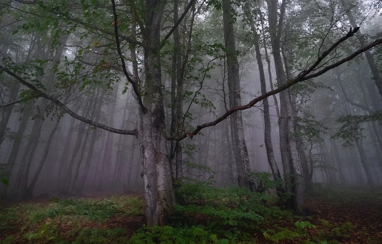 Wallpaper forest, trees, nature, fog for mobile and desktop, section ...