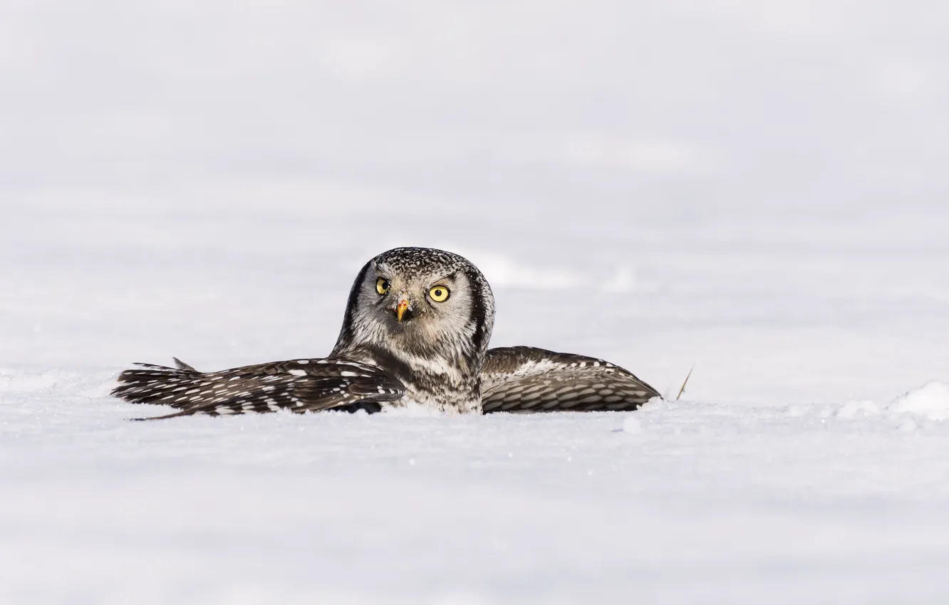 Wallpaper winter, snow, bird, wings, Hawk owl for mobile and desktop ...