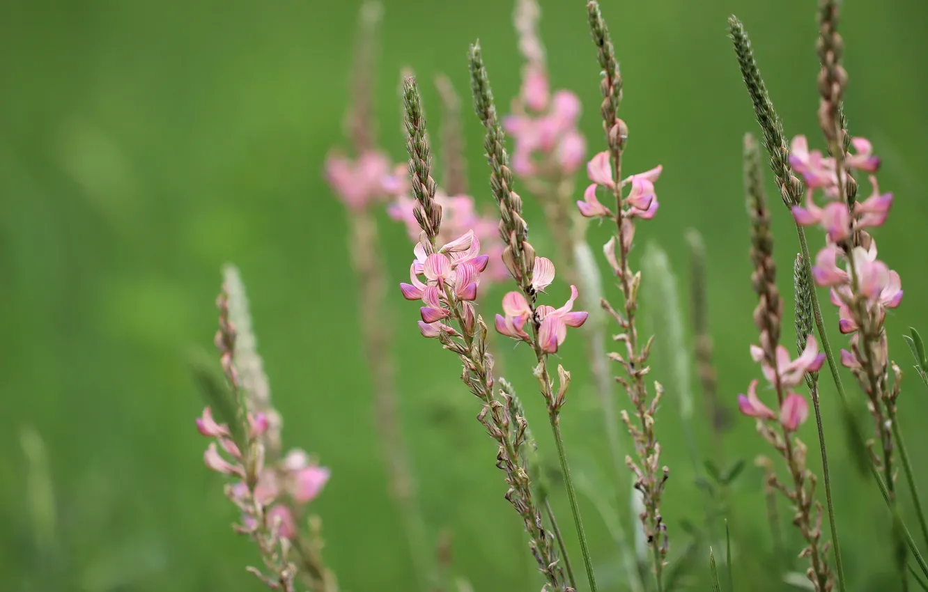 Wallpaper background, color, Prairie flowers for mobile and desktop ...