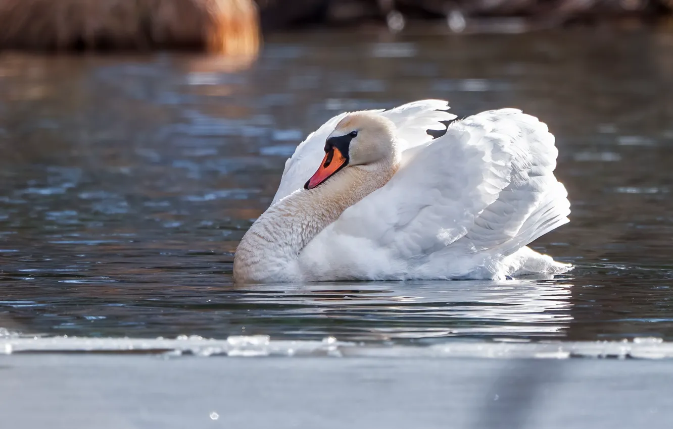 Wallpaper white, bird, Swan for mobile and desktop, section животные, resolution 2514x1414 ...