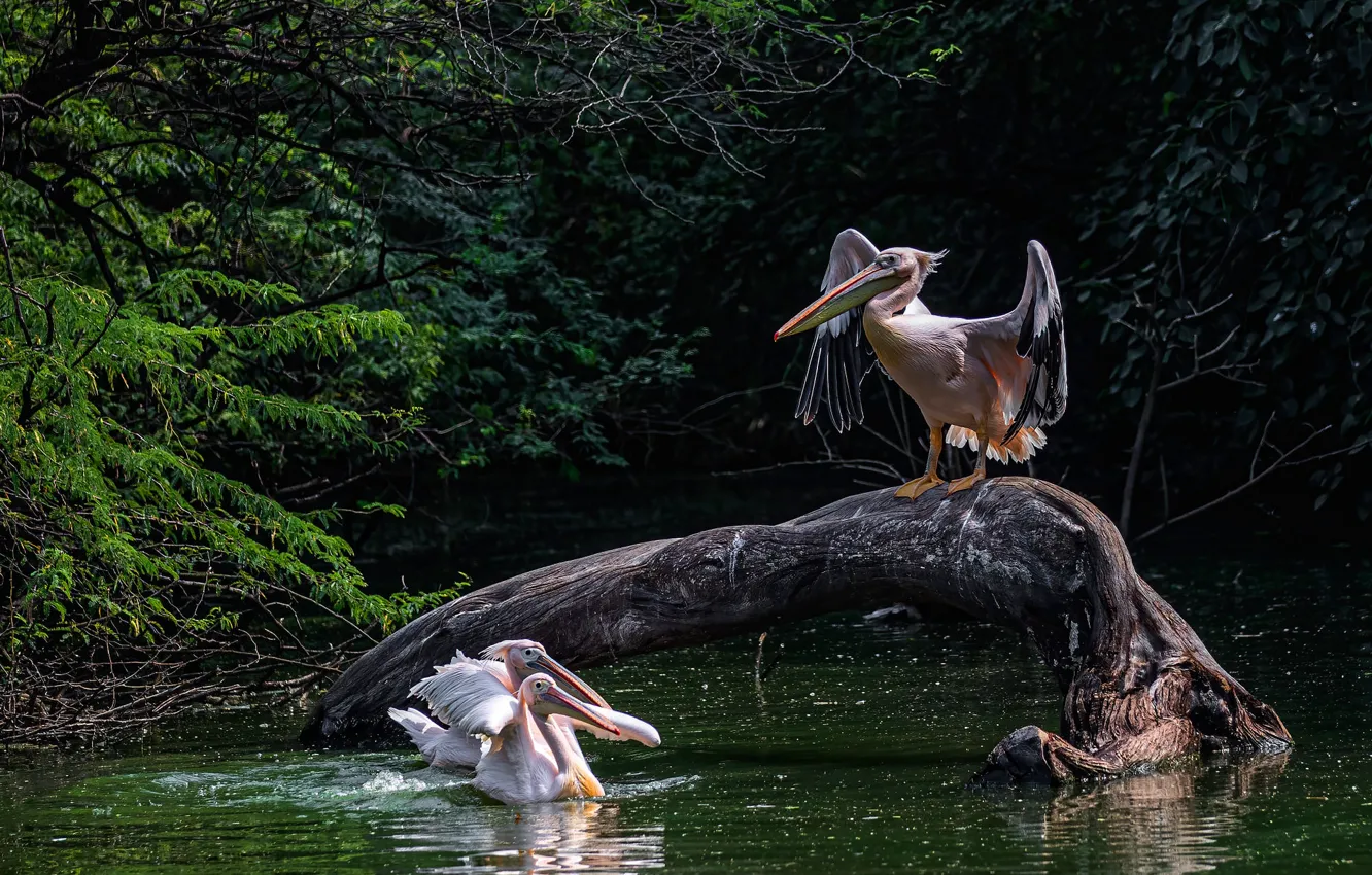 Wallpaper forest, birds, branches, snag, pond, pelicans, Pelican for ...