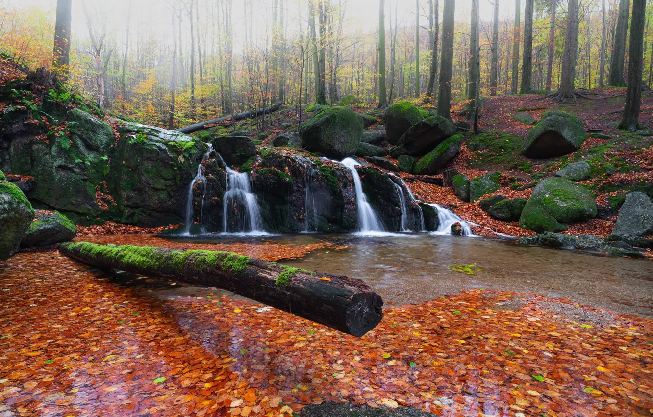 Wallpaper autumn, forest, shore, foliage, waterfall, log for mobile and ...