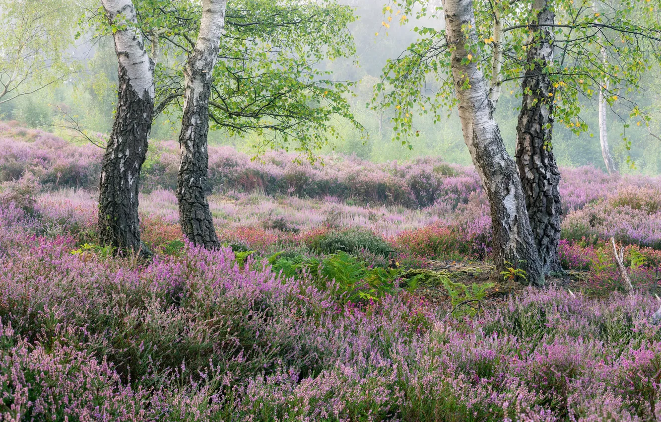 Wallpaper nature, birch, Heather for mobile and desktop, section ...