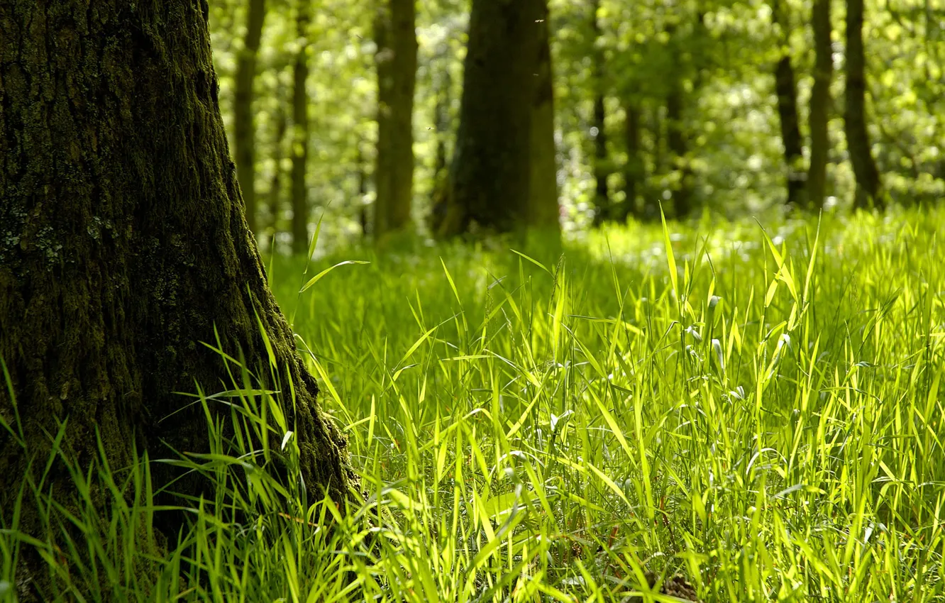 Wallpaper green, grass, sunshine for mobile and desktop, section ...