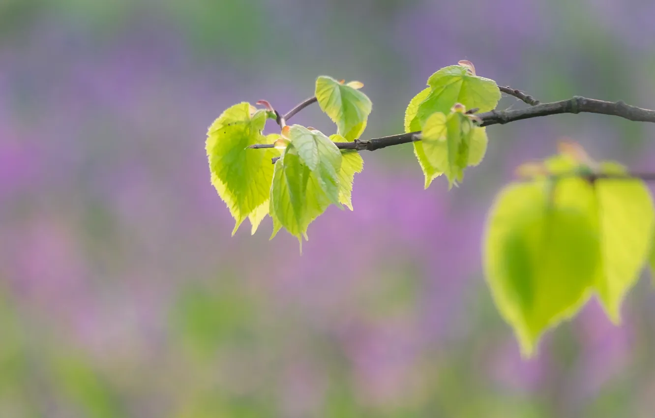 Wallpaper leaves, macro, trees, branches for mobile and desktop ...