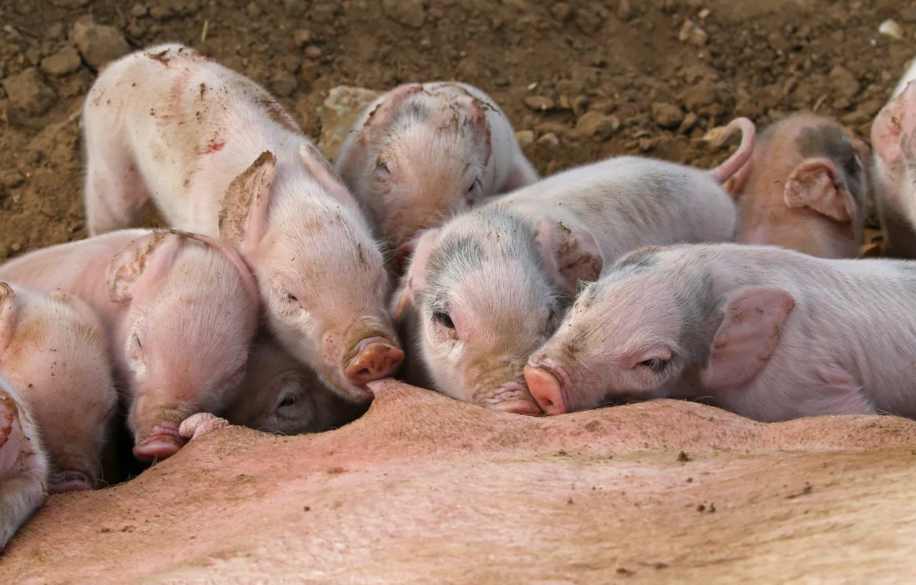 Wallpaper background, pigs, pig for mobile and desktop, section ...