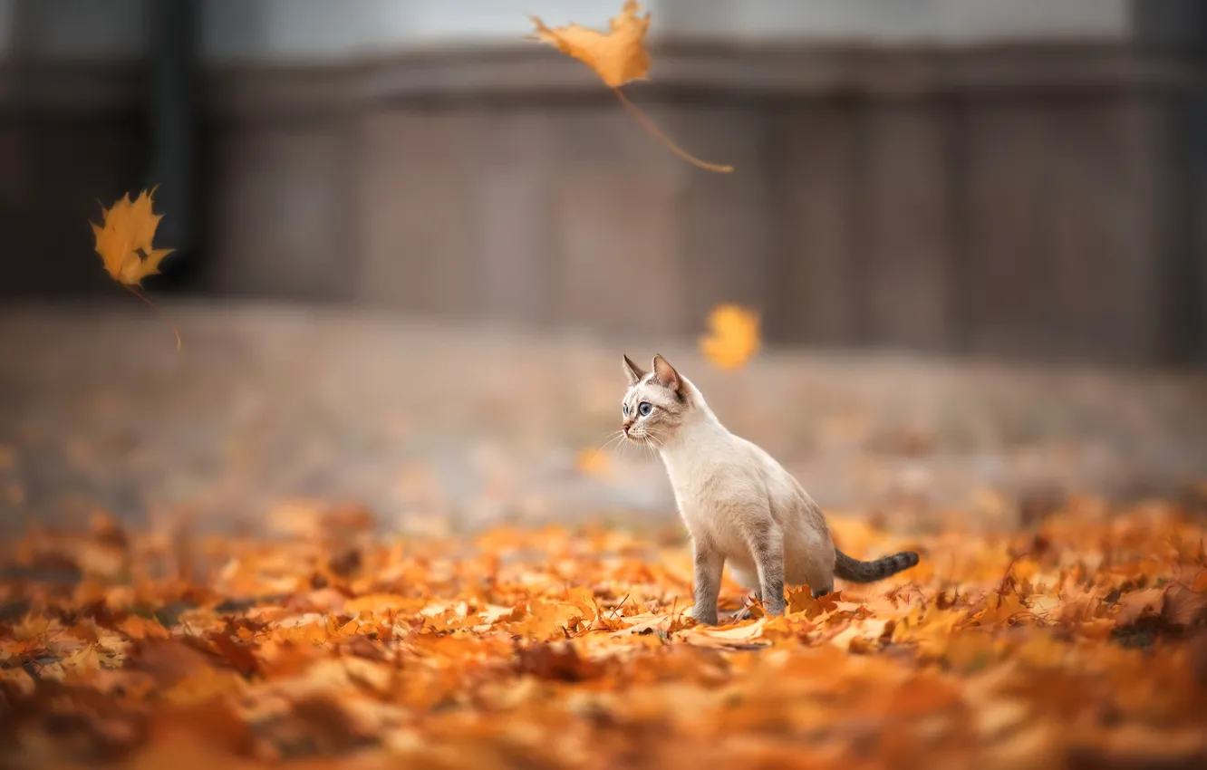 Wallpaper autumn, cat, cat, leaves, foliage, yard, falling leaves, fly ...