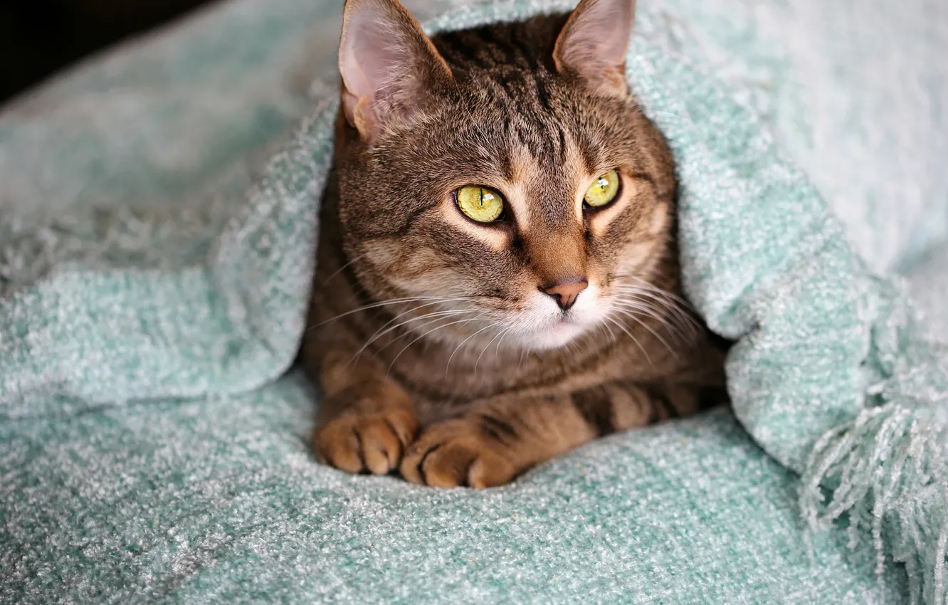 Wallpaper cat, cat, look, pose, face for mobile and desktop, section ...