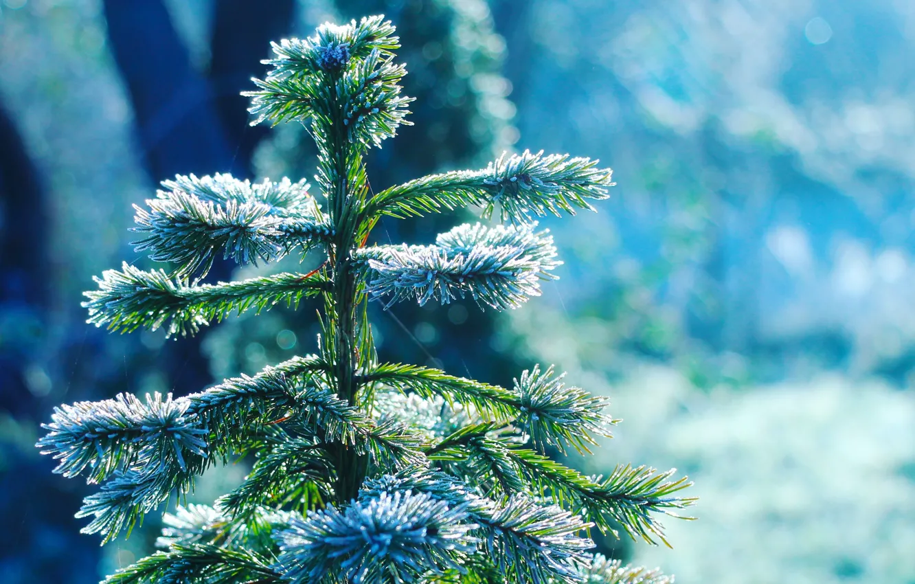 Wallpaper winter, tree, spruce for mobile and desktop, section природа ...