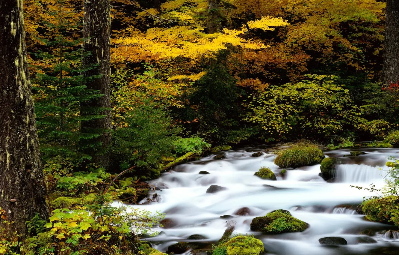 Wallpaper autumn, forest, stream for mobile and desktop, section ...