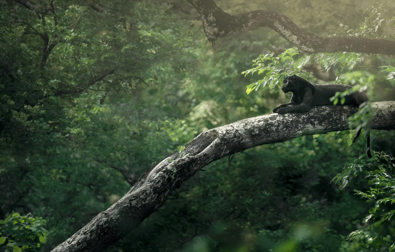 Wallpaper nature, nature, The panther in the tree, a panther on a tree ...
