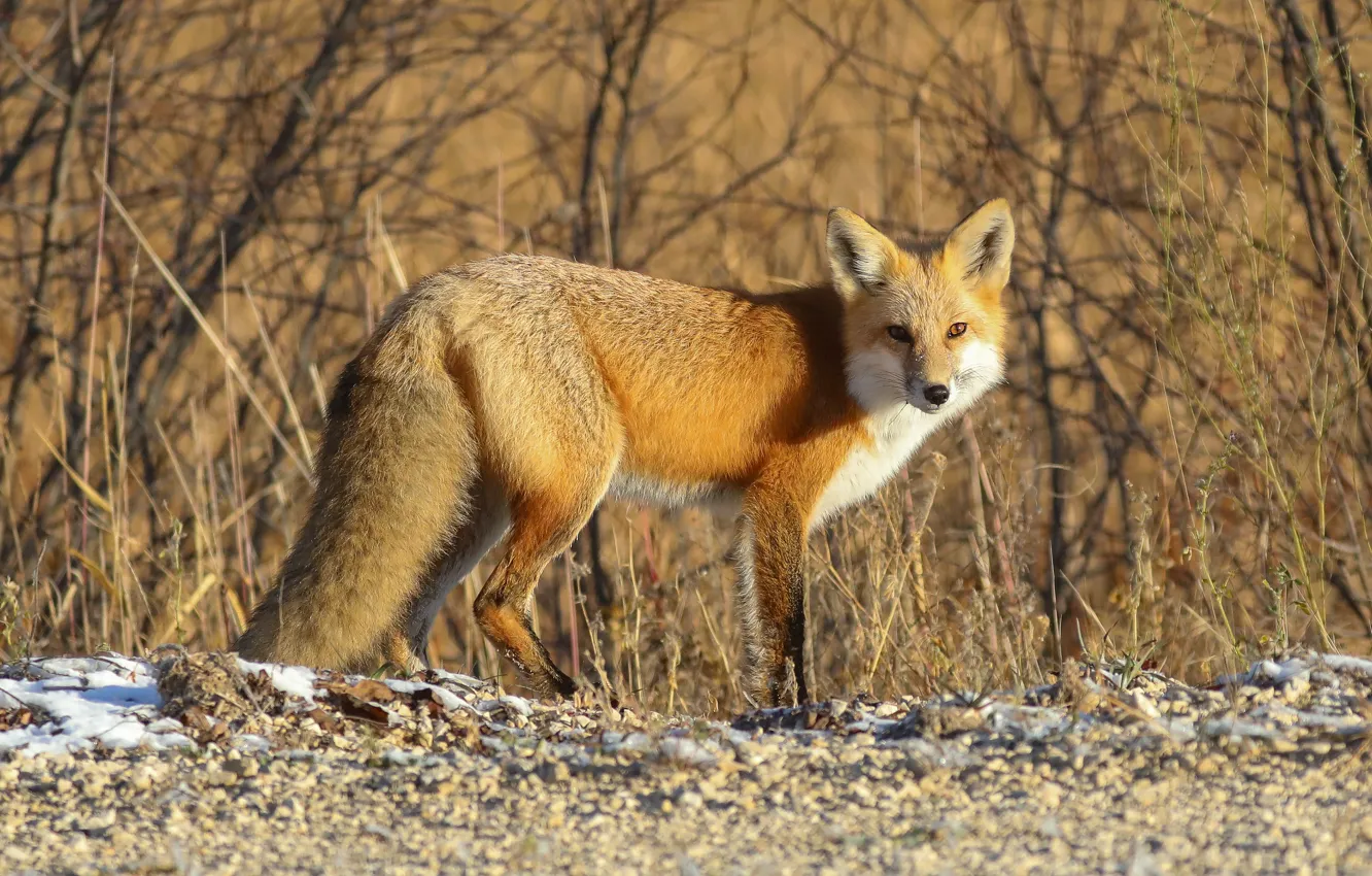 Wallpaper autumn, light, branches, nature, pebbles, thickets, spring ...
