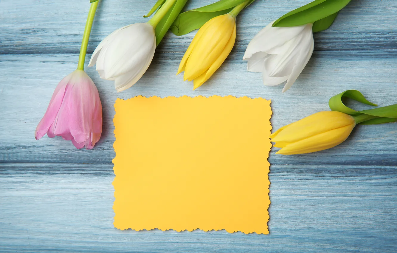 Wallpaper flowers, colorful, tulips, flowers, tulips, postcard, spring, card for mobile and ...