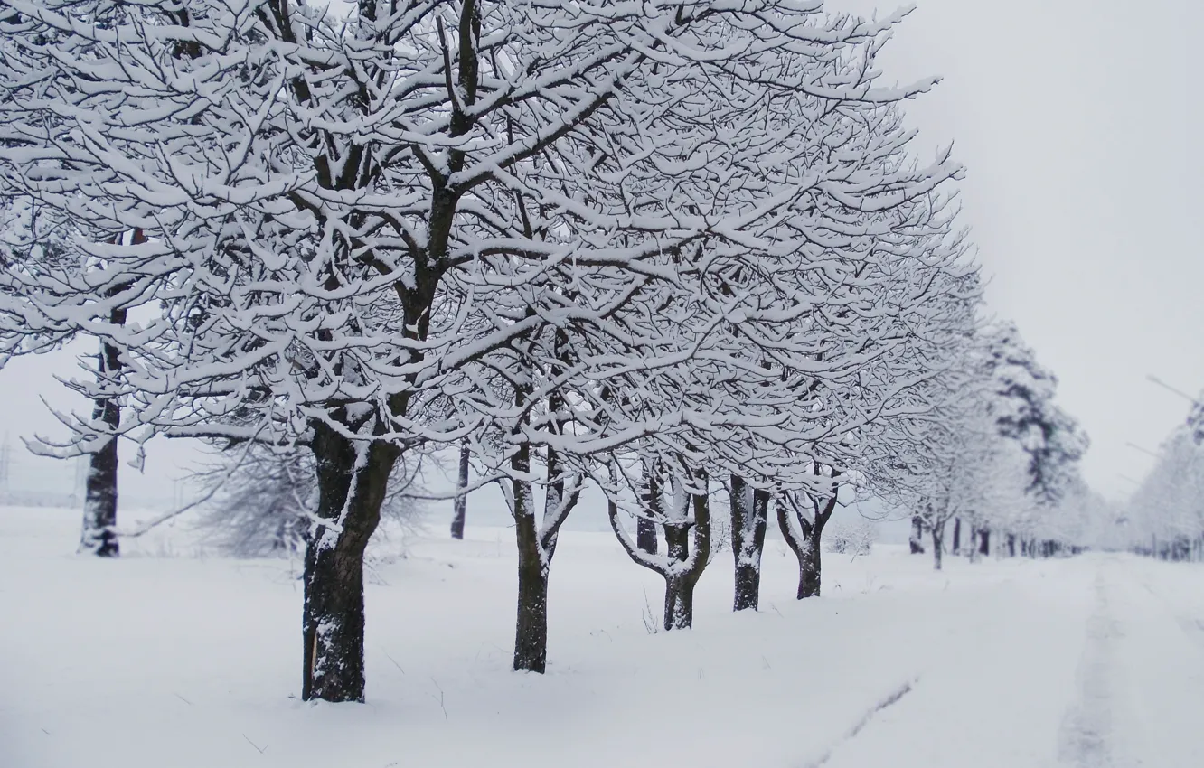 Wallpaper winter, road, snow, trees, alley for mobile and desktop ...