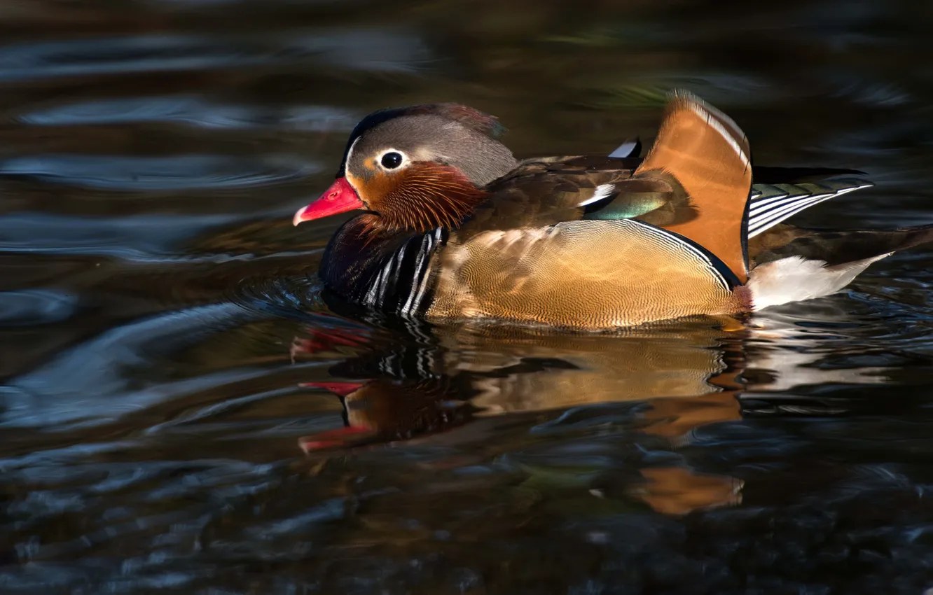 Wallpaper water, nature, glare, pond, reflection, bird, duck, pond for ...