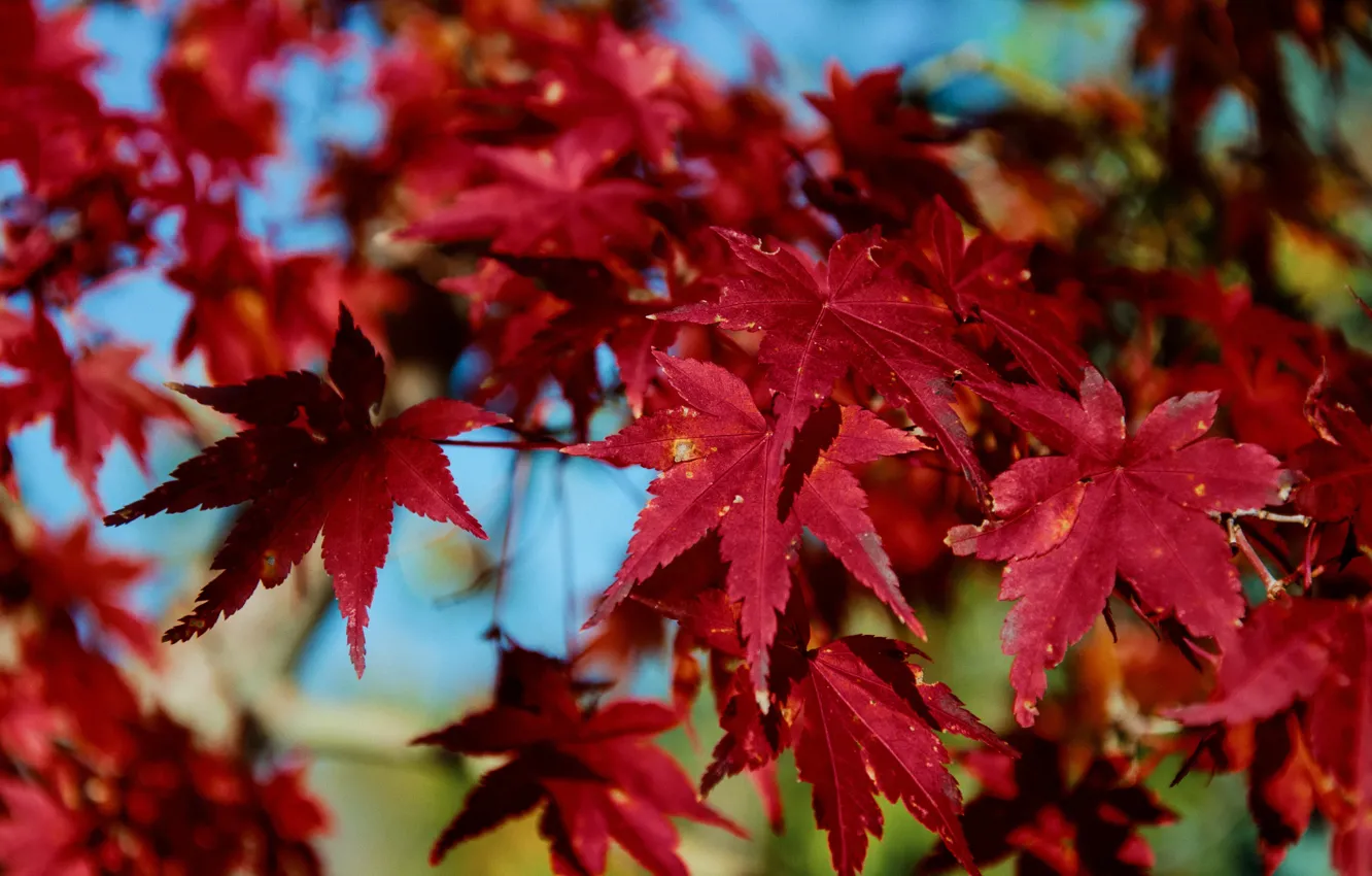 Wallpaper Autumn, Leaves, Red, Red, Autumn, Leaves for mobile and ...
