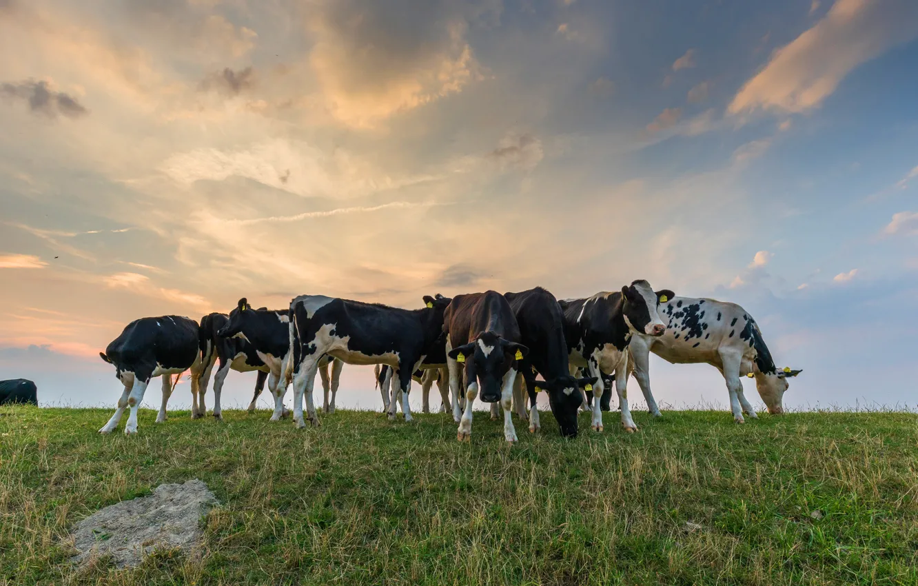 Wallpaper field, the sky, grass, clouds, morning, cows, pasture, meadow ...