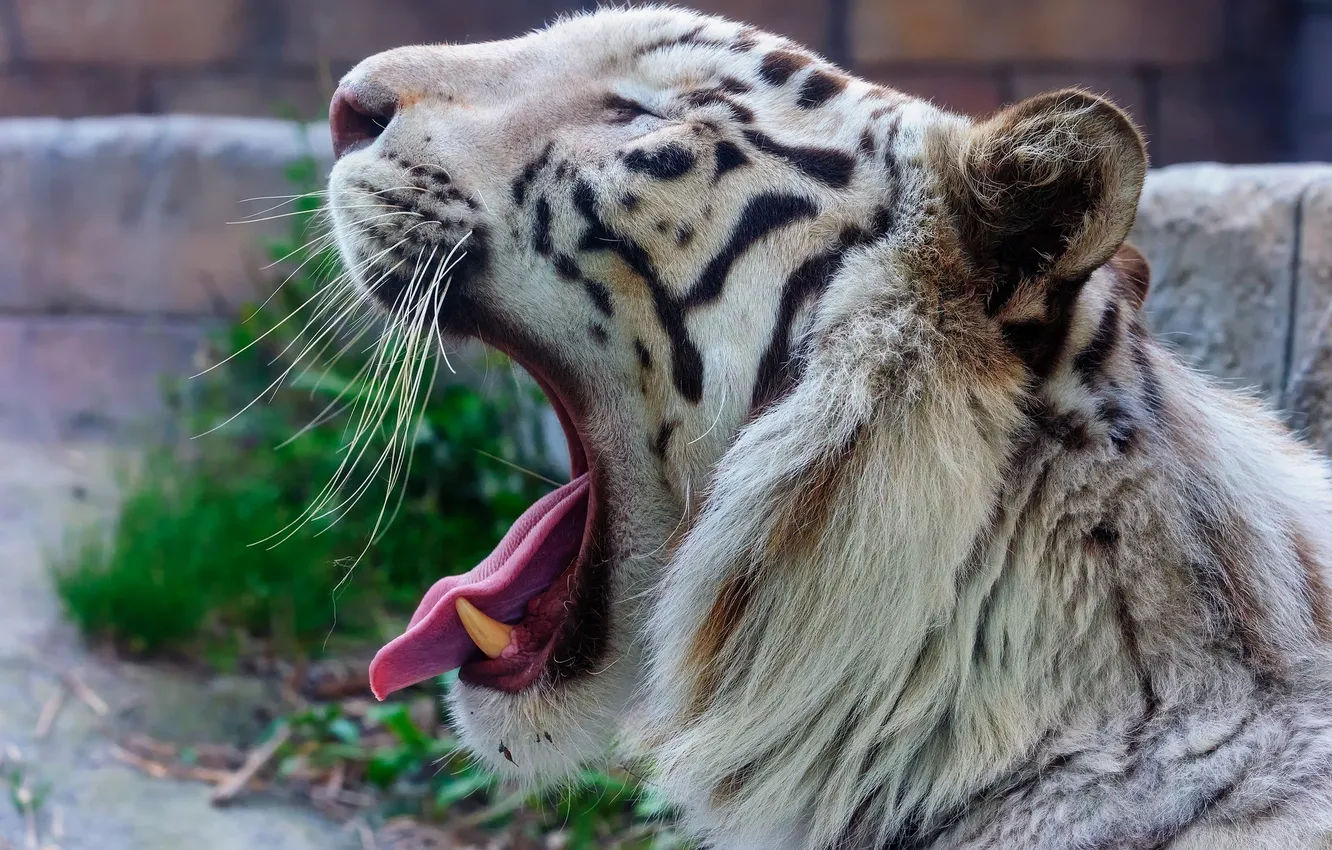Wallpaper face, predator, mouth, profile, white tiger, wild cat, yawns ...