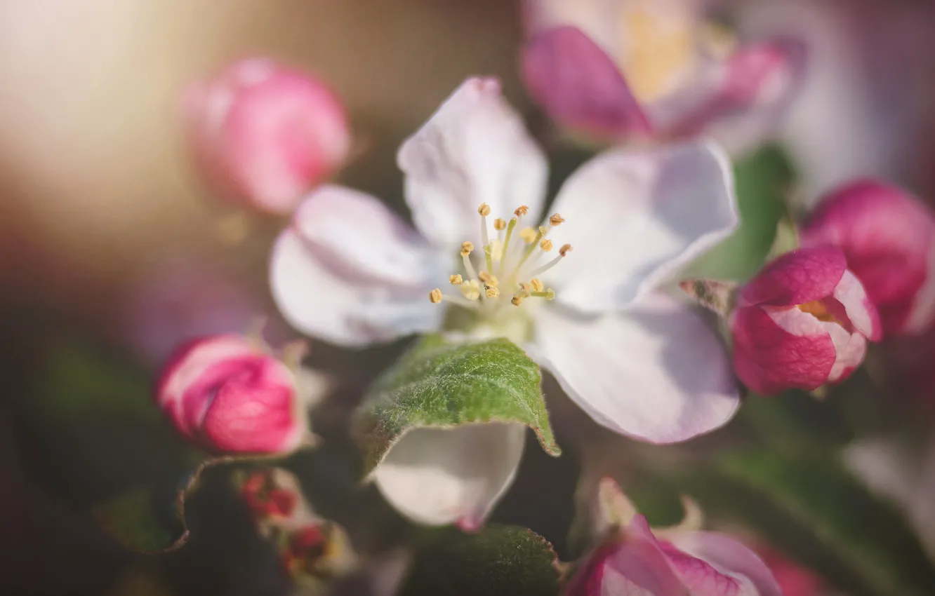 Wallpaper macro, flowers, spring, petals, Apple, buds, flowering for ...
