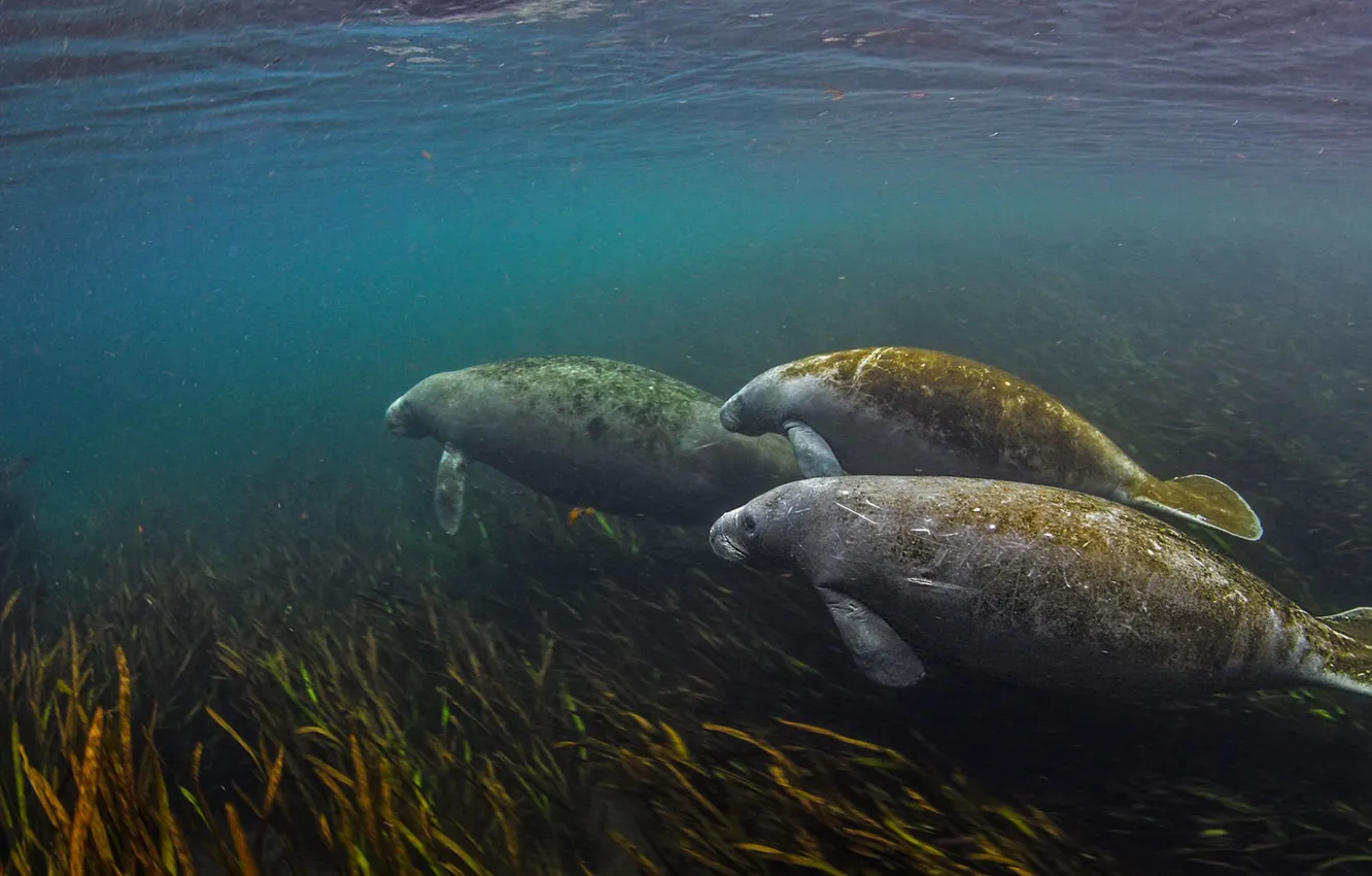 Wallpaper FL, USA, manatees for mobile and desktop, section животные ...