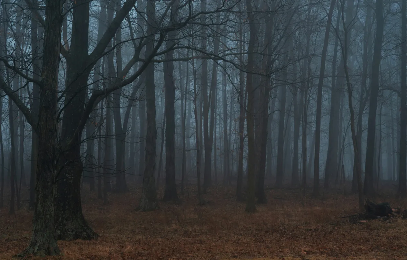 Wallpaper forest, trees, nature, fog, USA, USA, Fort Wayne, Fort Wayne ...