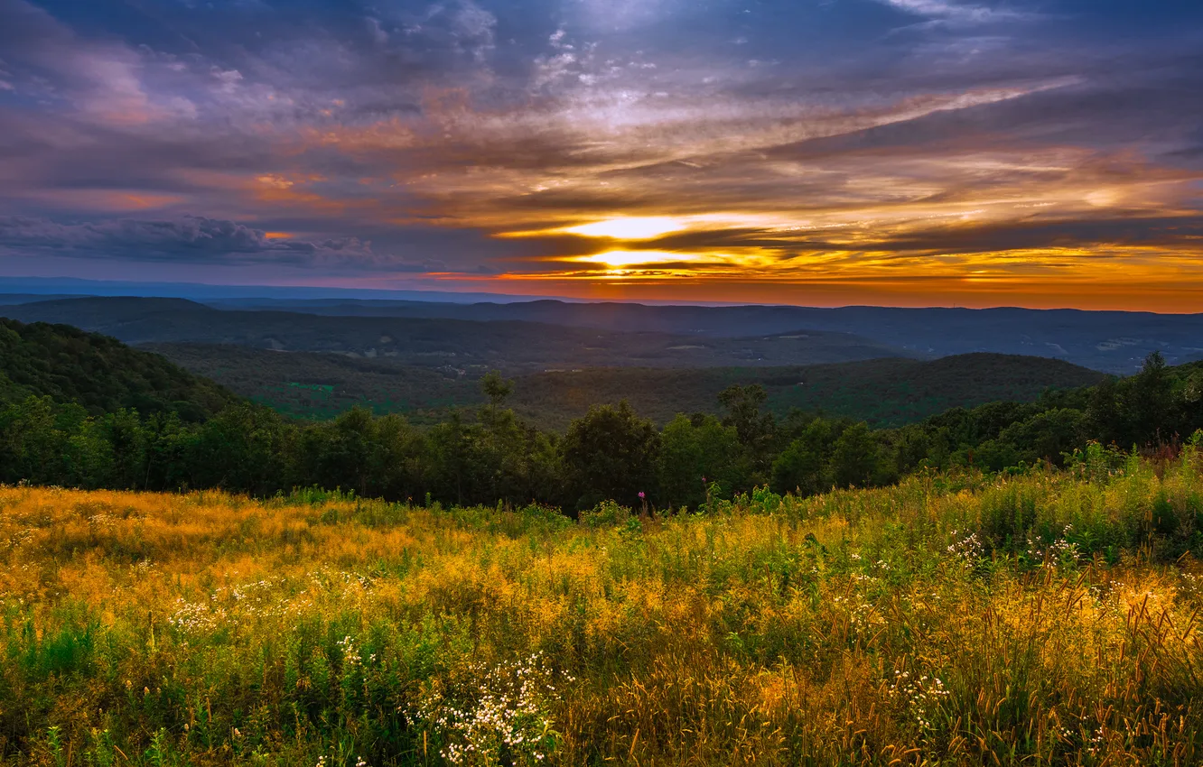 Wallpaper field, forest, the sky, grass, the sun, clouds, sunset ...