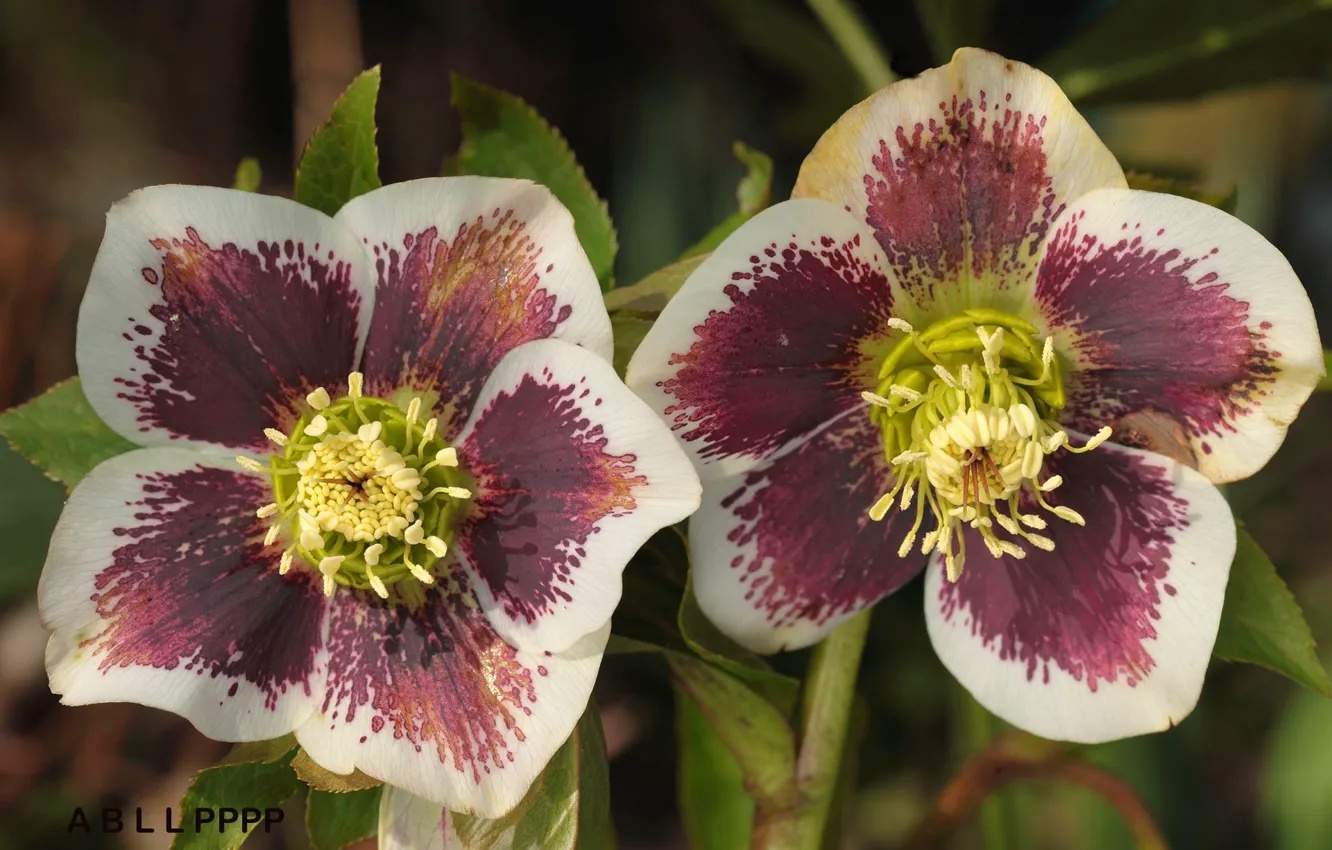 Wallpaper pair, hellebore, Helleborus for mobile and desktop, section ...
