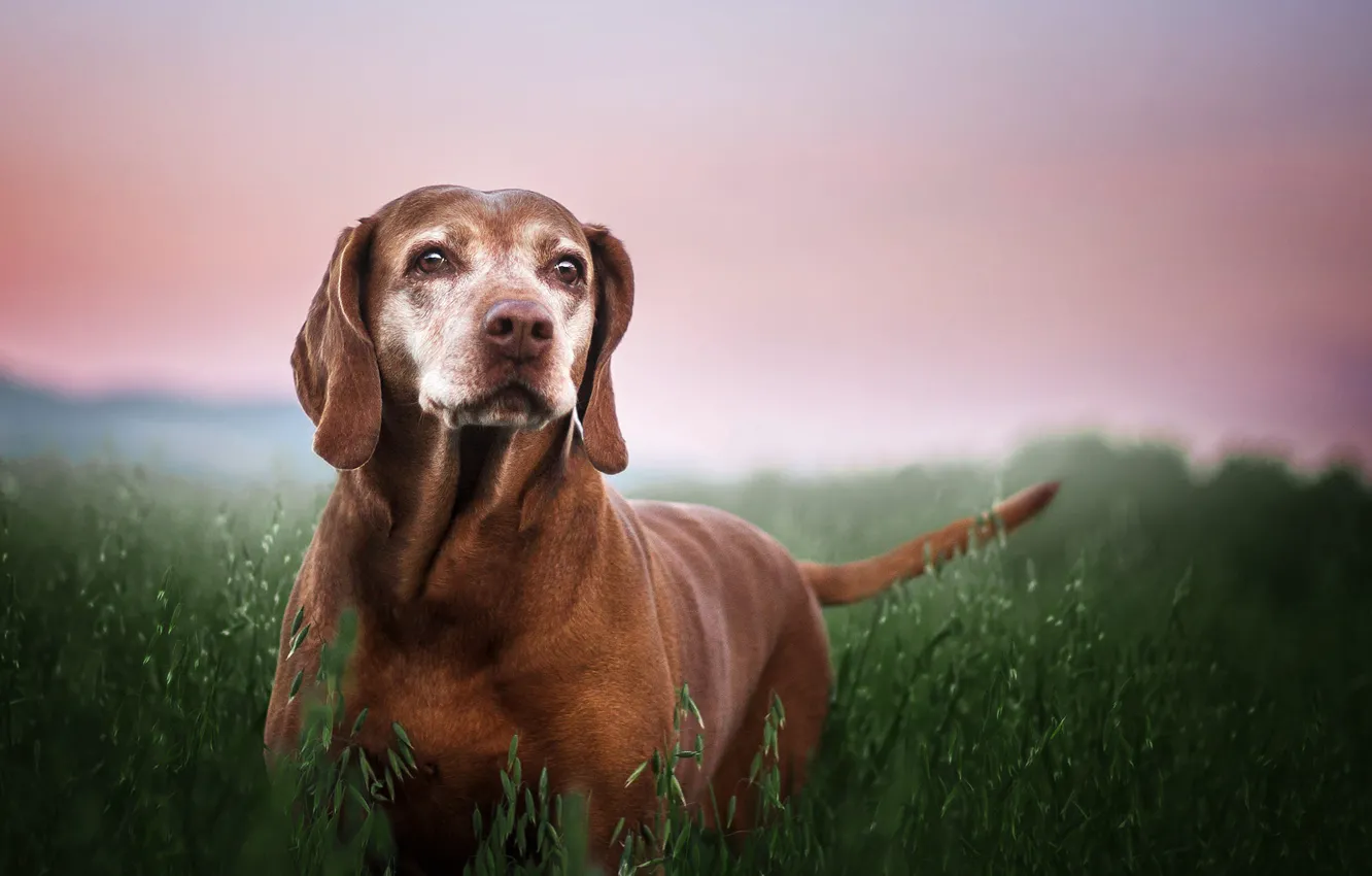 Wallpaper field, the sky, look, fog, dog, morning, ears, marking the ...