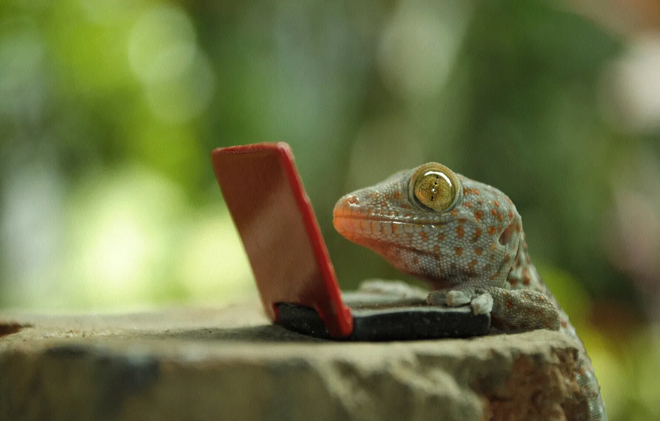 Wallpaper lizard, laptop, Gecko, reptile images for desktop, section ...