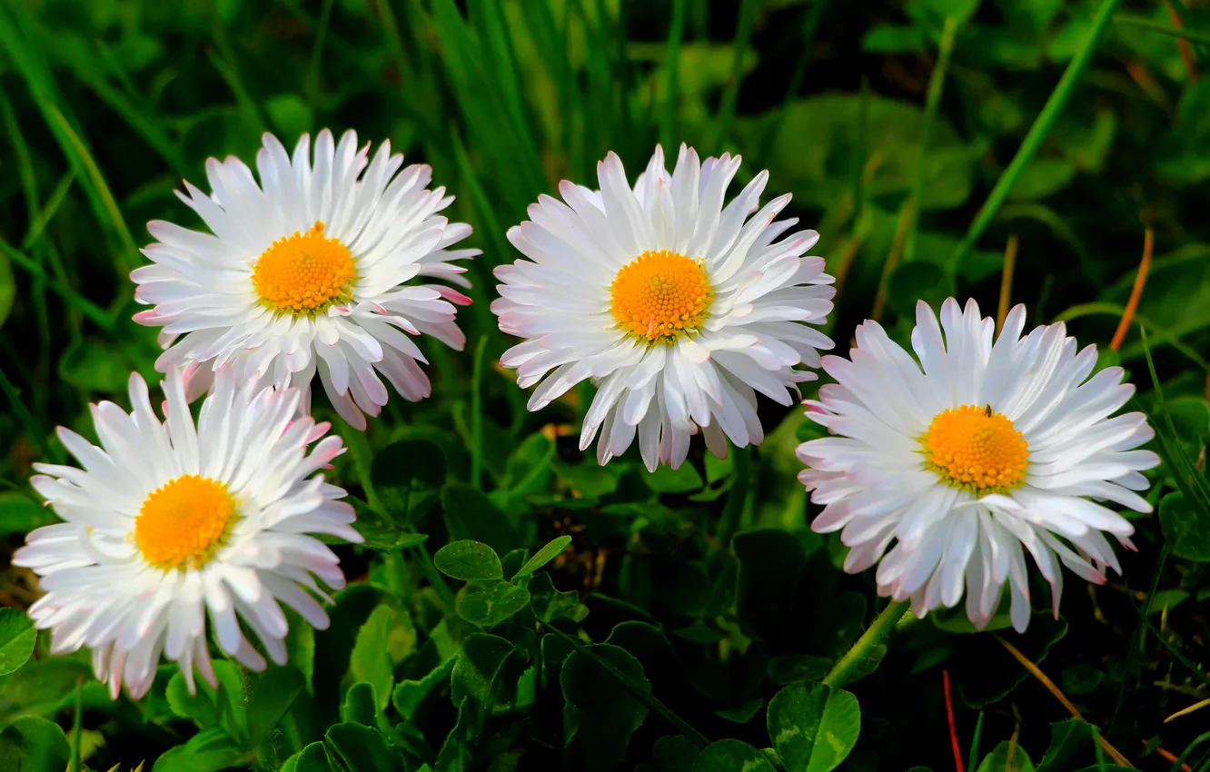 Wallpaper flower, spring, Daisy for mobile and desktop, section природа ...