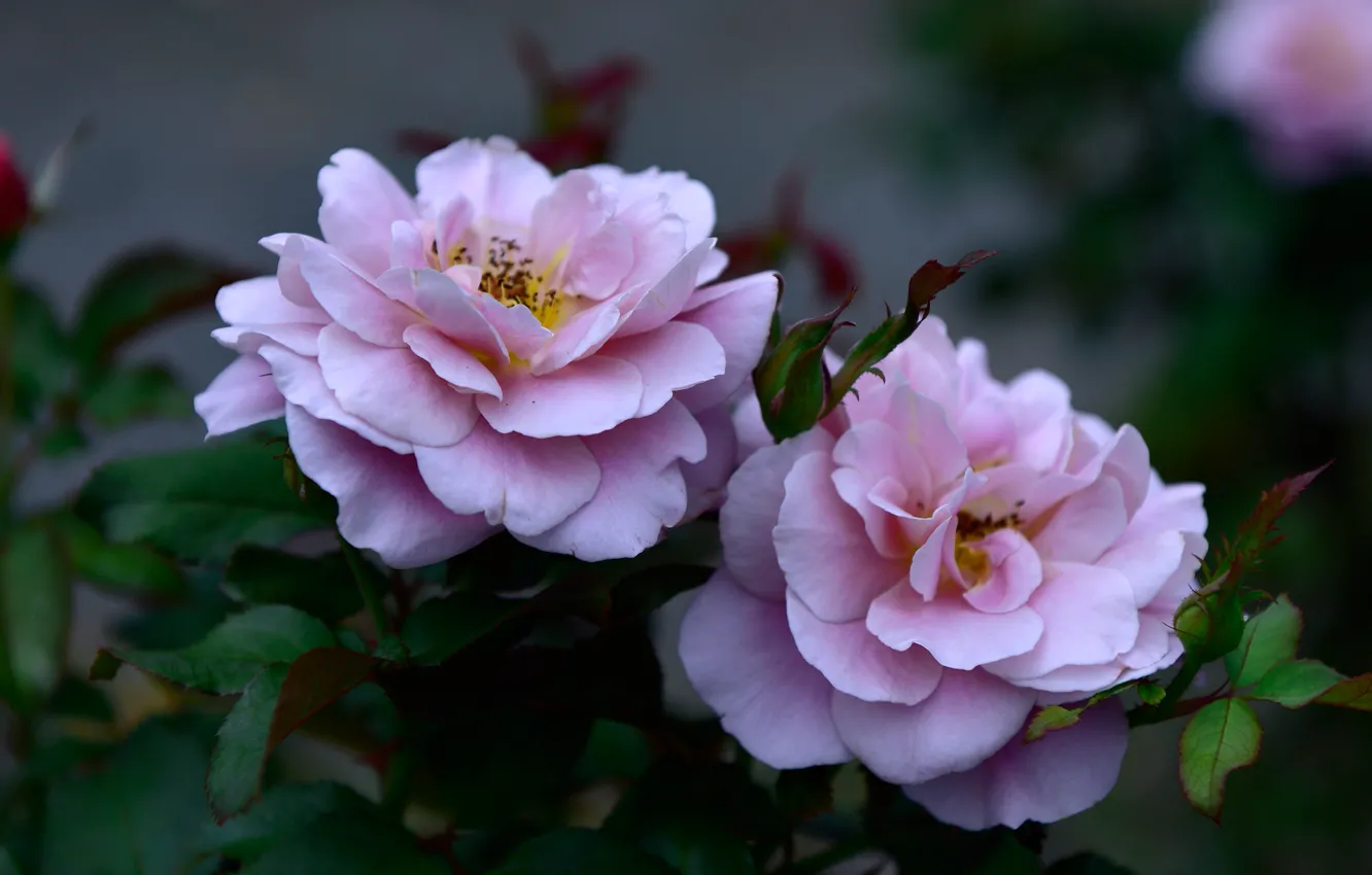 Wallpaper flowers, background, two, roses, garden, buds, lilac, roses ...