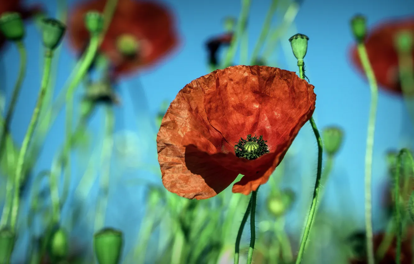 Wallpaper flowers, background, Mac, Maki, red for mobile and desktop ...