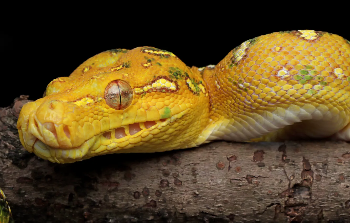 Wallpaper Snake, Eyes, Face, Python, Reptile, The dark background ...