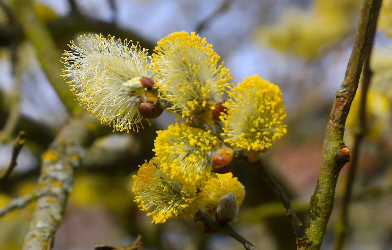 Wallpaper base, spring, twig for mobile and desktop, section природа ...