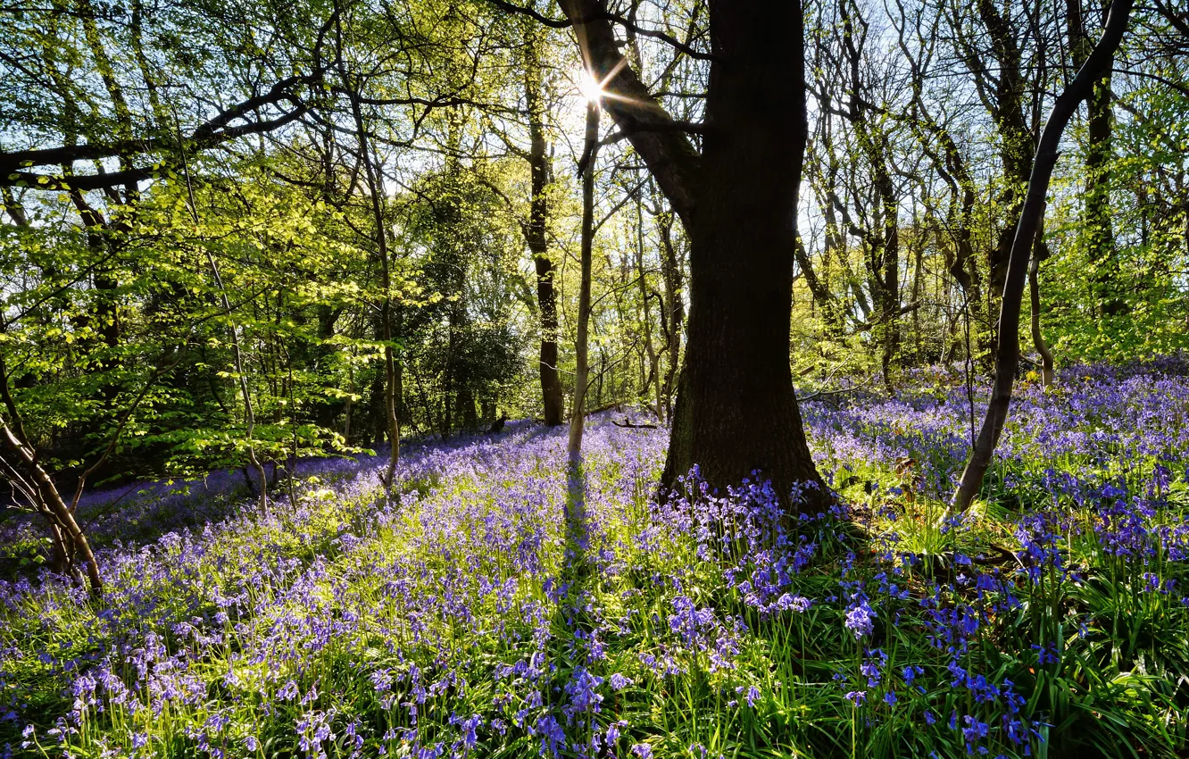 Wallpaper the sun, trees, flowers, branches, glade, spring, bells for ...