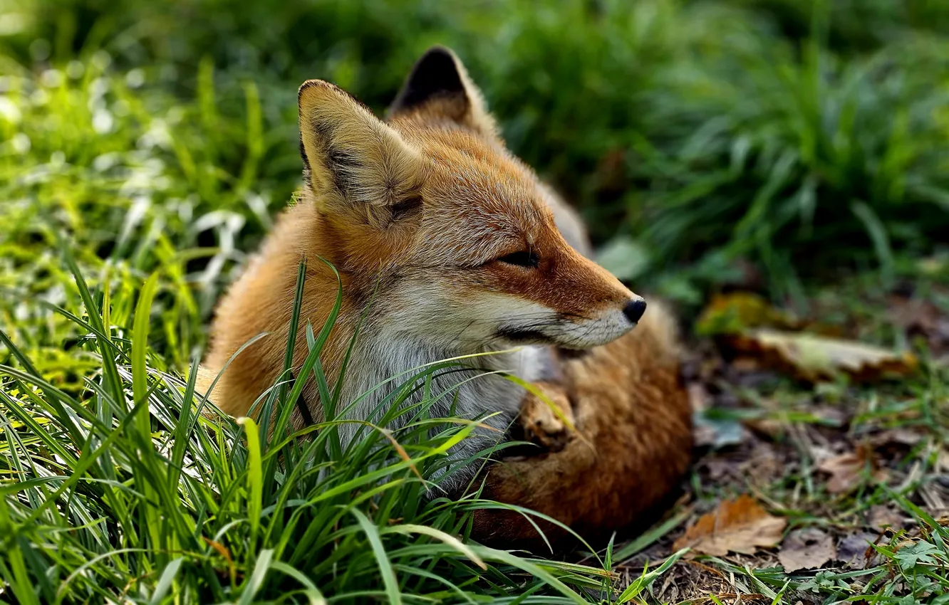 Wallpaper Grass, Fox, Pretty Fox for mobile and desktop, section ...
