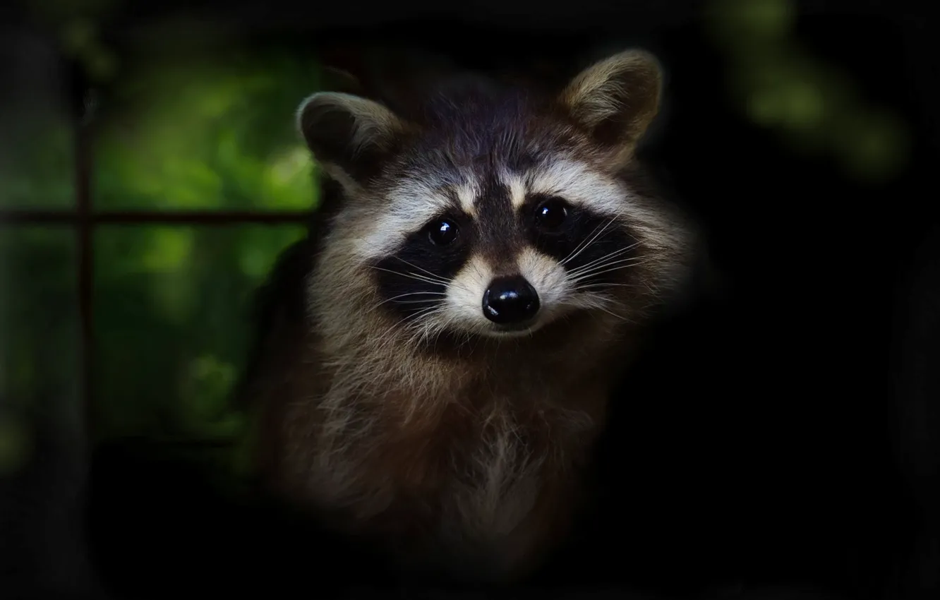 Wallpaper look, the dark background, portrait, window, raccoon, face ...