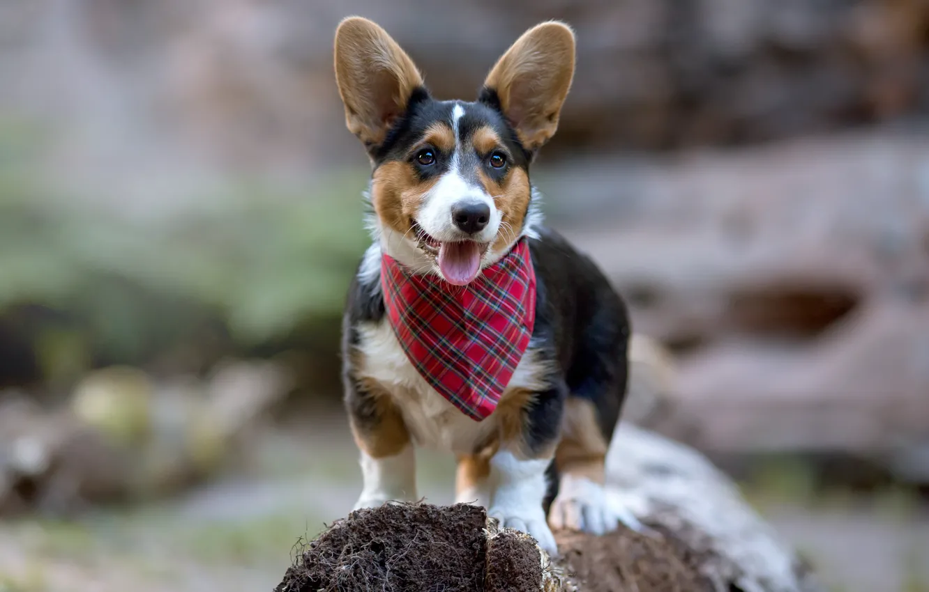 Wallpaper language, dog, shawl, Corgi for mobile and desktop, section ...