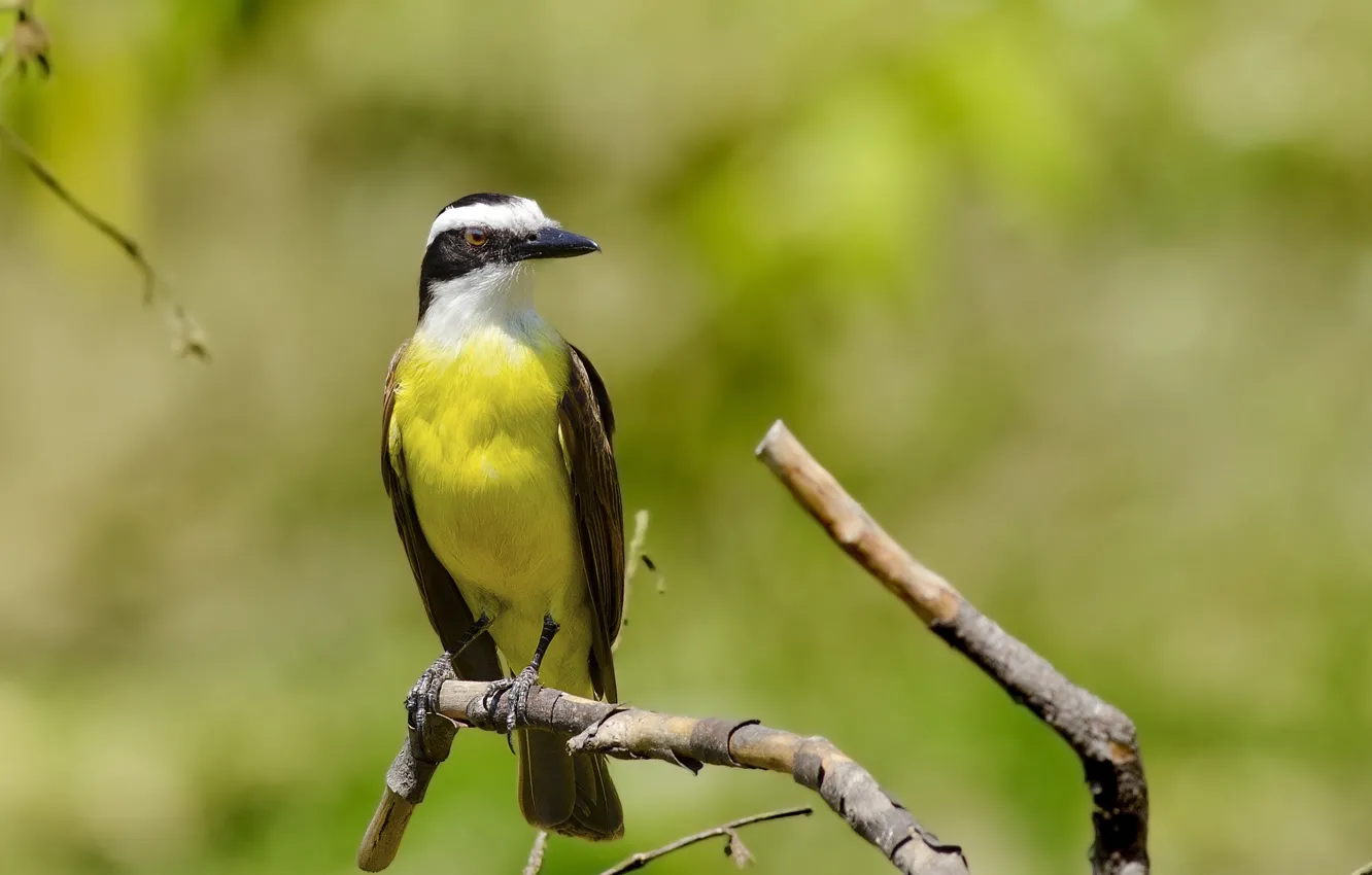 Wallpaper Yellow, Bird, Beak, Eye, Branch, Bem-Te-Vi for mobile and ...